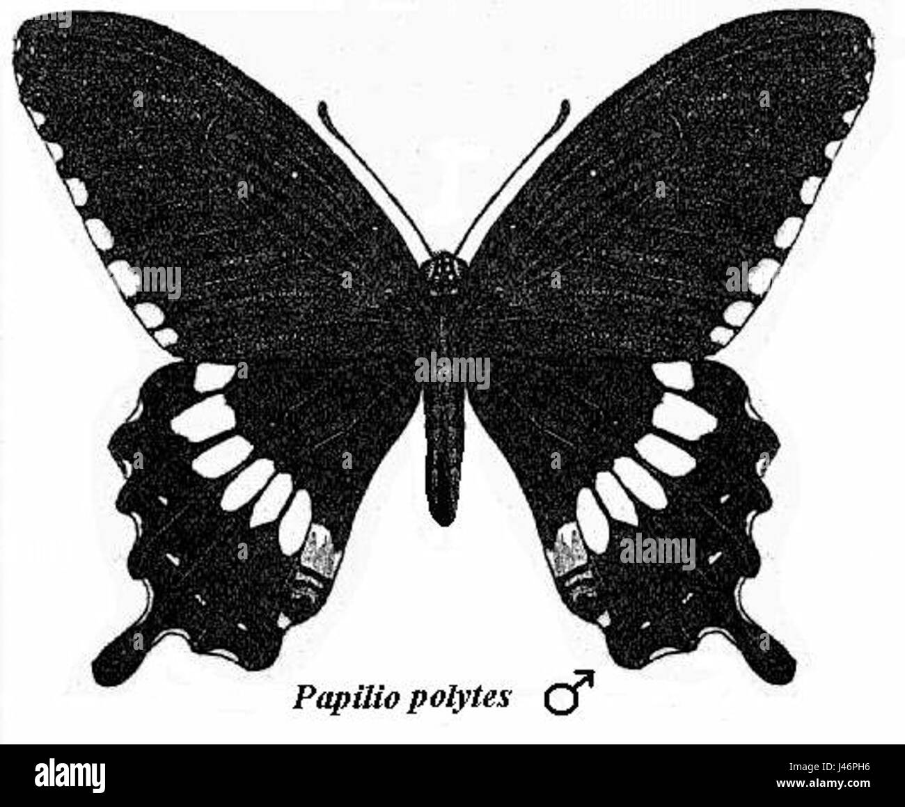 Papilio polytes butterfly Cut Out Stock Images & Pictures - Alamy