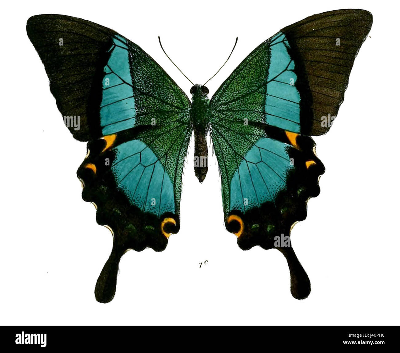 494 Cut Out Stock Images & Pictures - Alamy