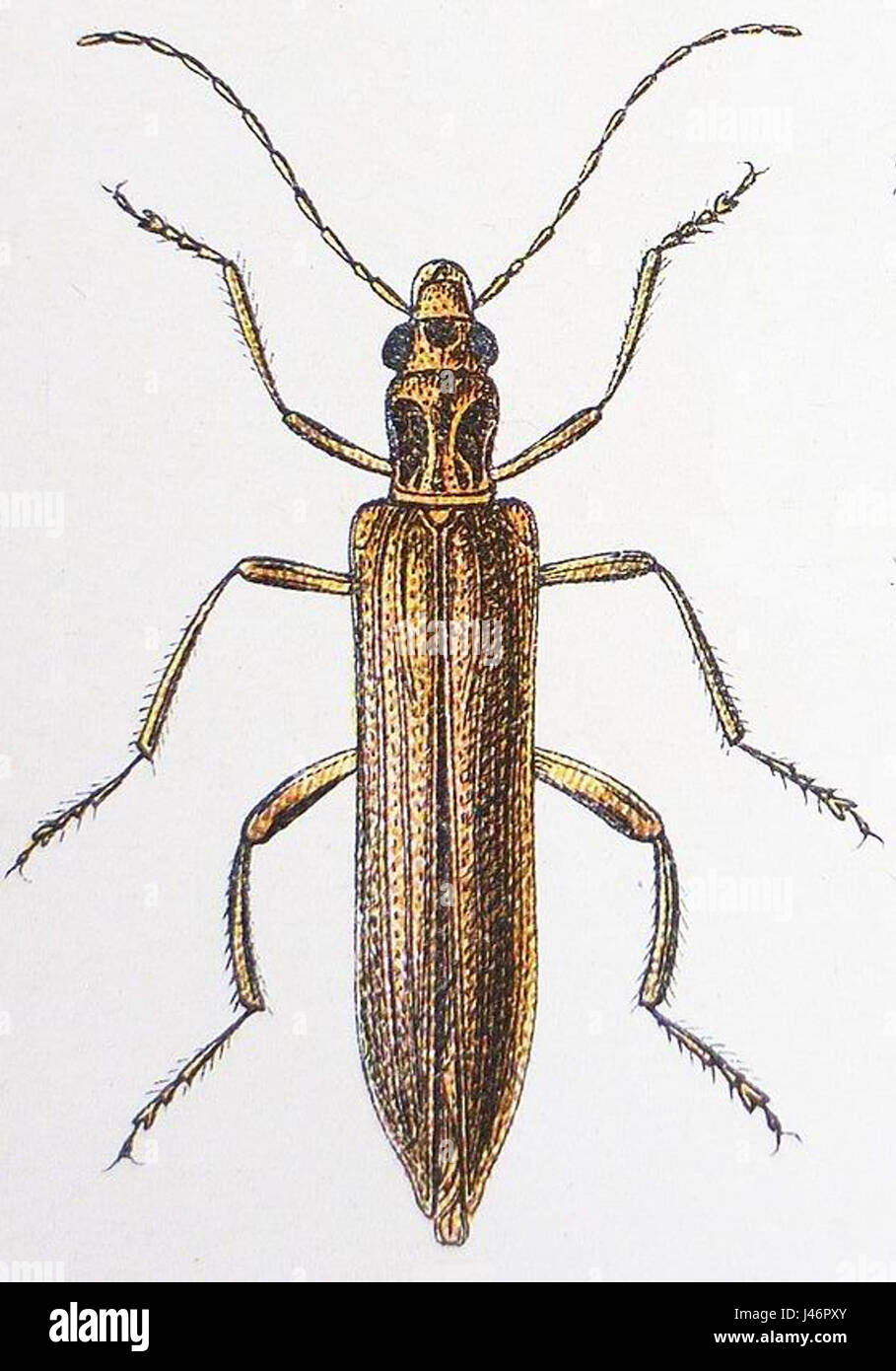 Oedemera species hi-res stock photography and images - Alamy