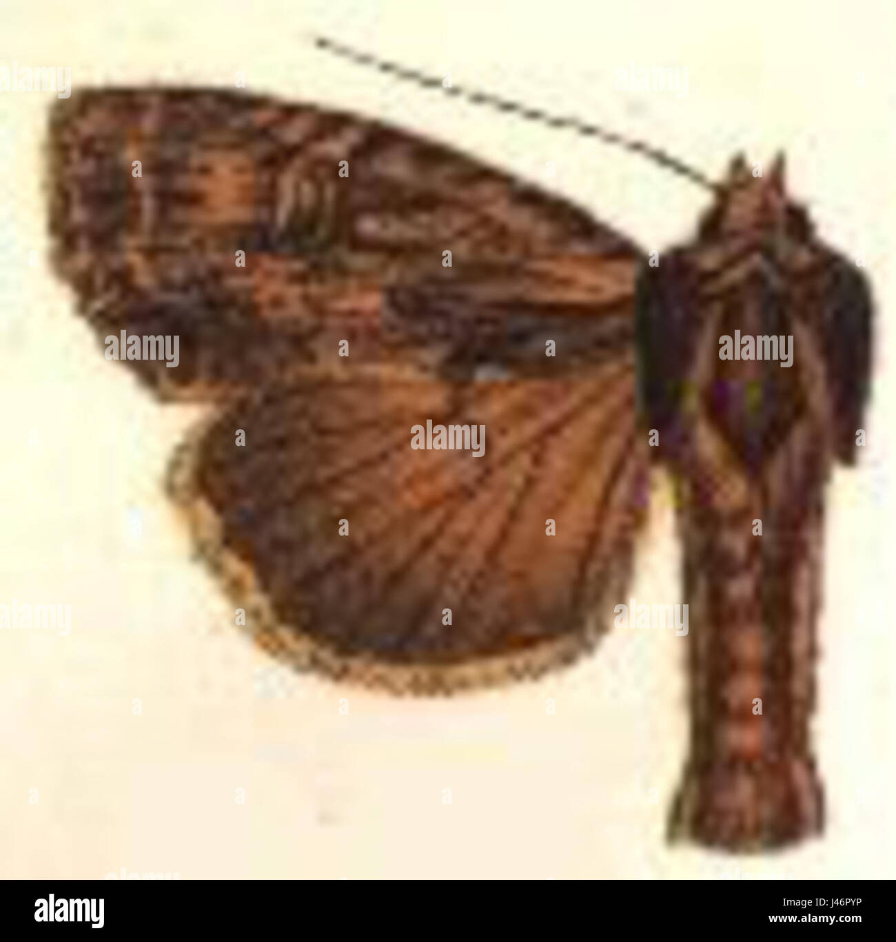 Parastichtis perstriata is a species of moth, known for its distinct ...