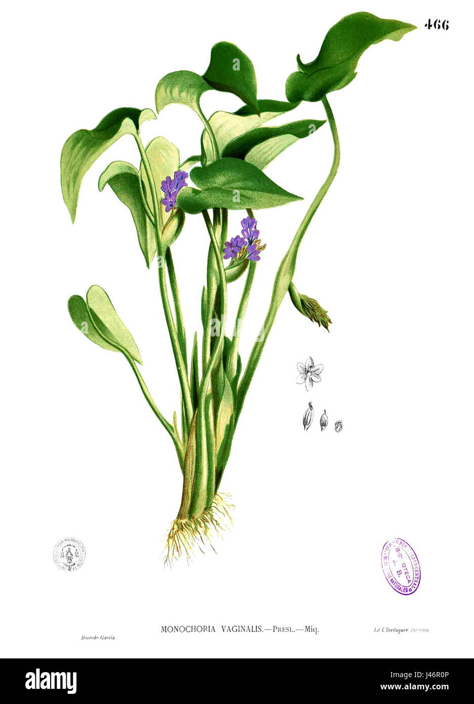 Wetlands habitats Cut Out Stock Images & Pictures - Alamy