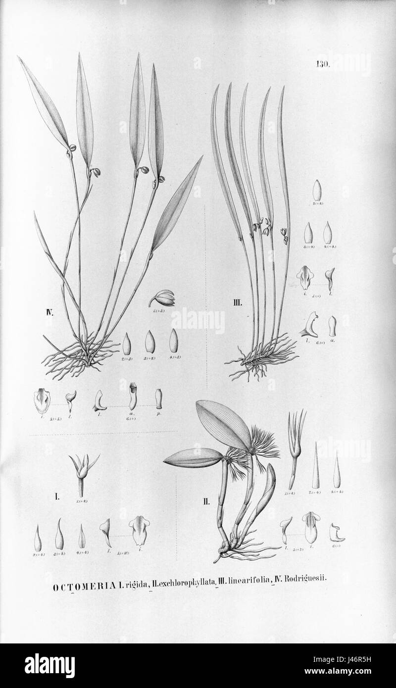 Linearifolia hi-res stock photography and images - Alamy