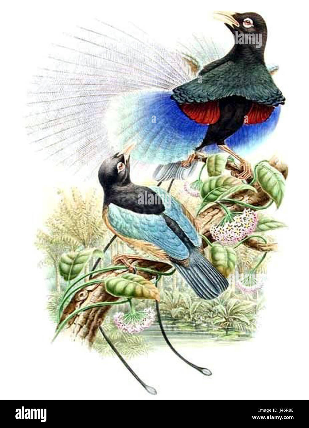 Paradisaea rudolphi, also known as the King Bird-of-Paradise, was ...