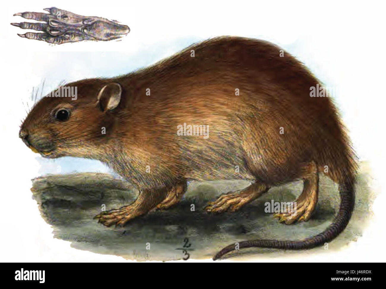 Short tailed bandicoot rat hi-res stock photography and images - Alamy