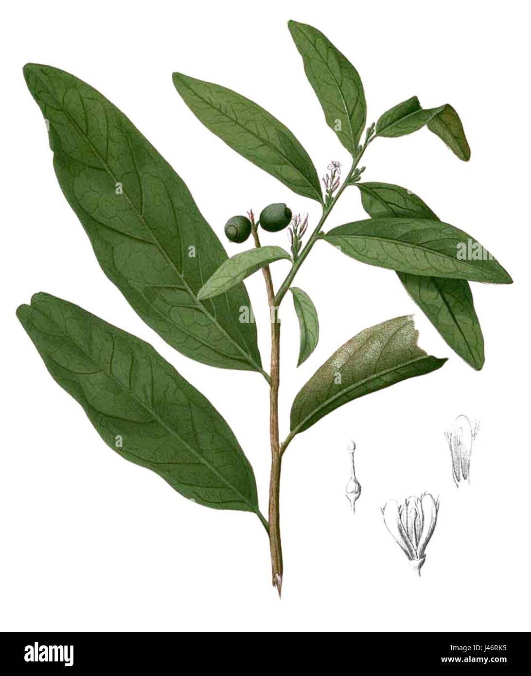 Olax imbricata Blanco2.311 cropped Stock Photo - Alamy