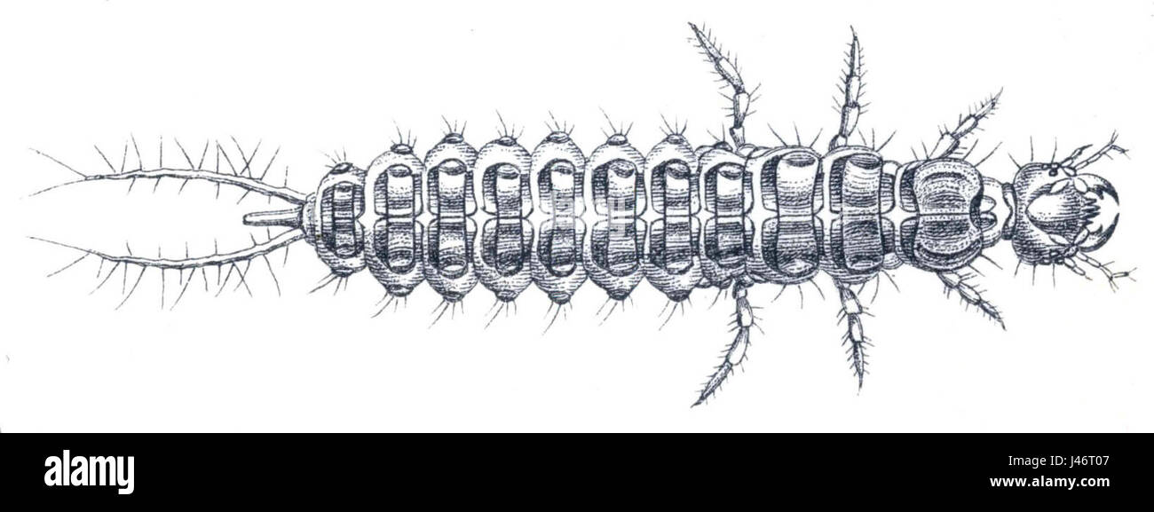 Nebria brevicollis lerva Stock Photo - Alamy