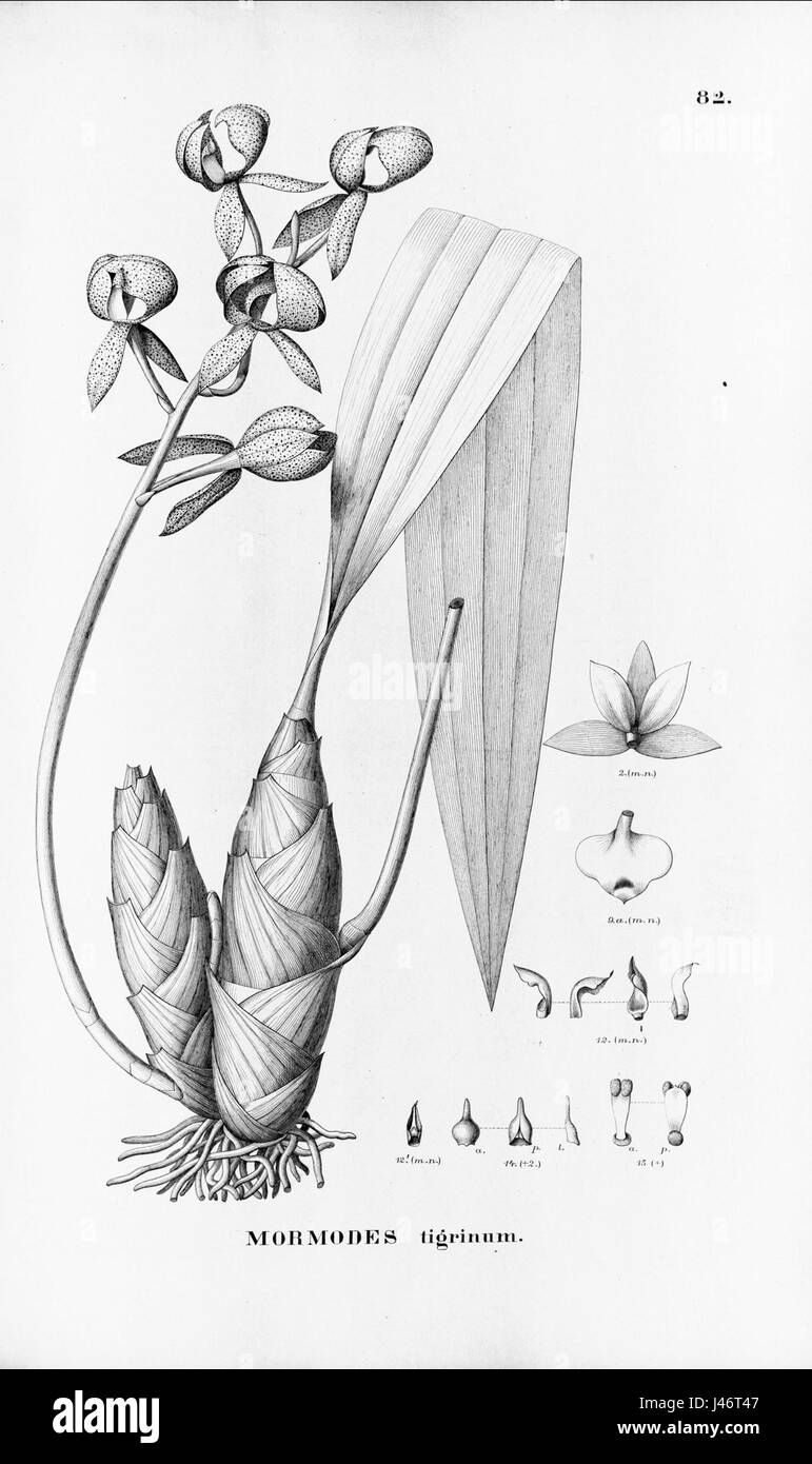 Mormodes tigrina (as Mormodes tigrinum) Fl.Br.3 5 082 Stock Photo - Alamy