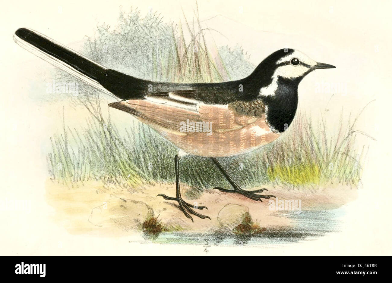 White wagtail in habitat hi-res stock photography and images - Alamy
