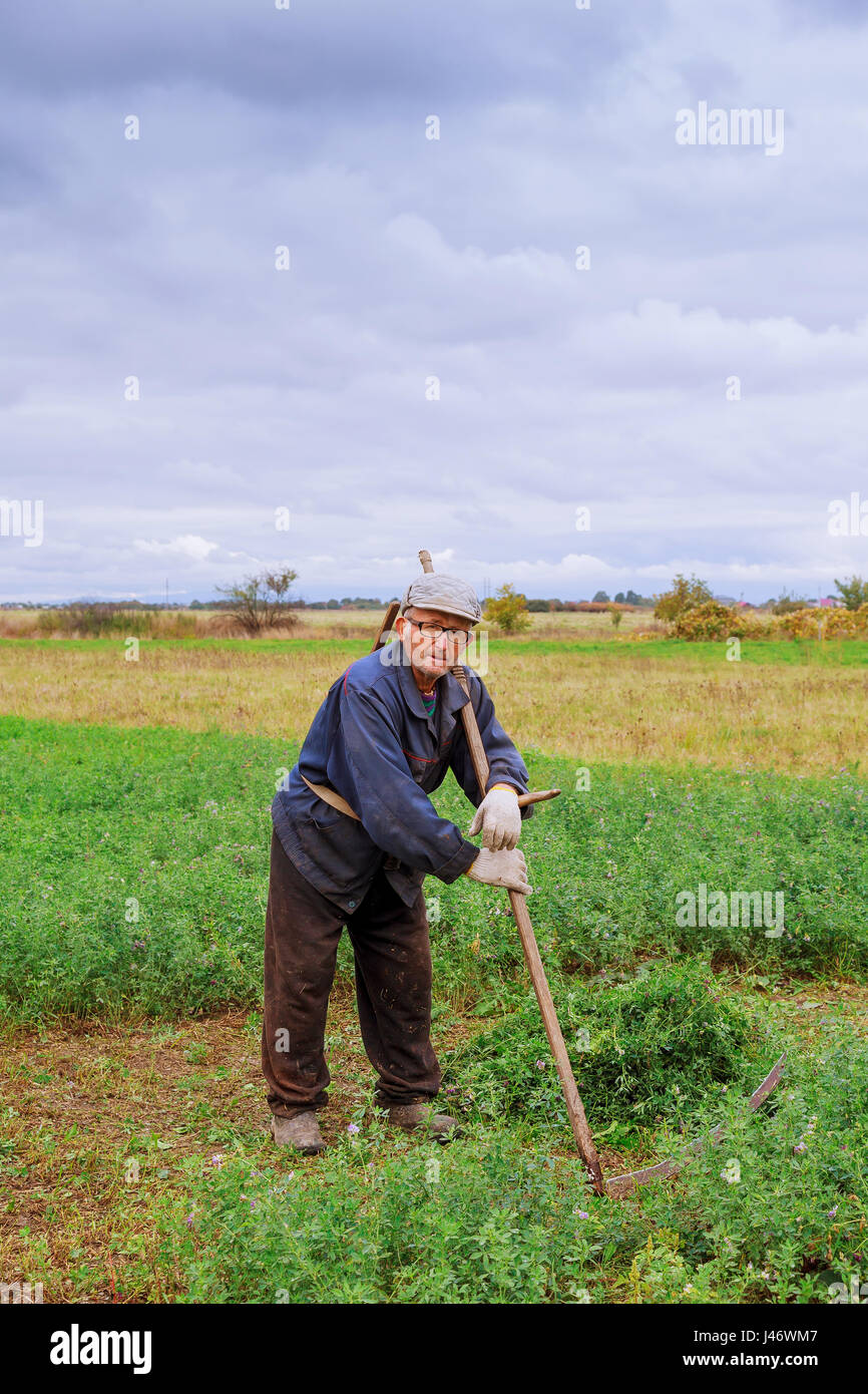 Old man mowing down grass with scythe farmer mows the grass Stock Photo ...