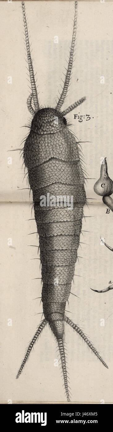 Robert hooke cell hi-res stock photography and images - Alamy