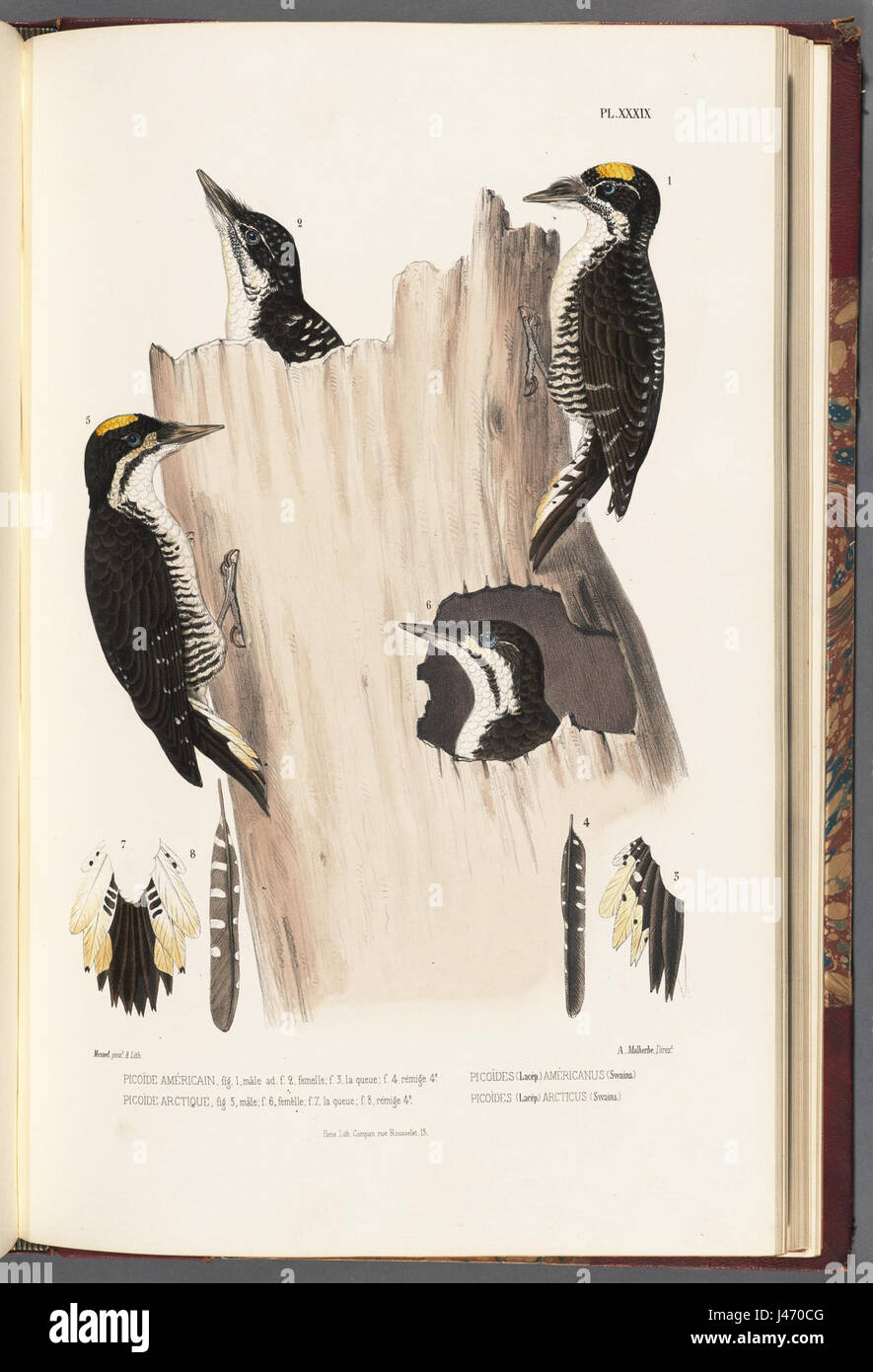 The title 'N92 w1150 (8515264325)' appears to refer to a specific code, catalog number, or ...