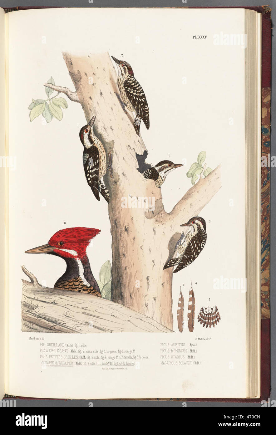 This image shows a detail of aircraft N84 w1150, a registered plane ...