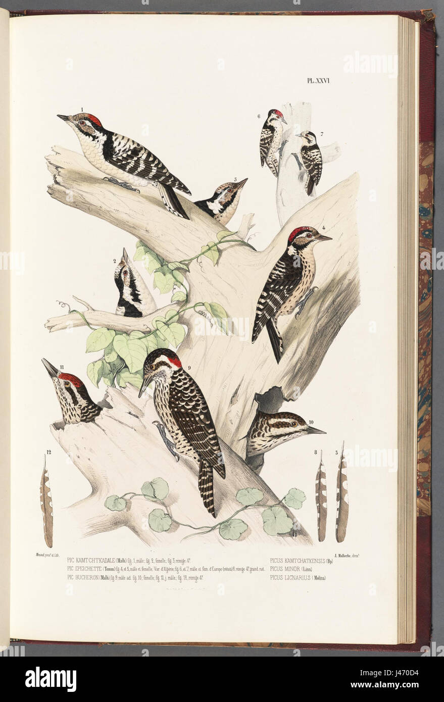 This appears to reference a specific identification or catalog number, potentially for a ...