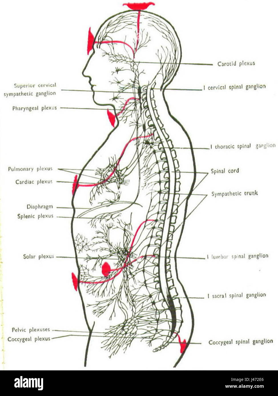 Plexi hi-res stock photography and images - Alamy