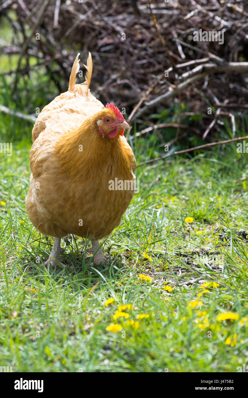 Free range golden tan Buff Orpington hen in grassy field with ...