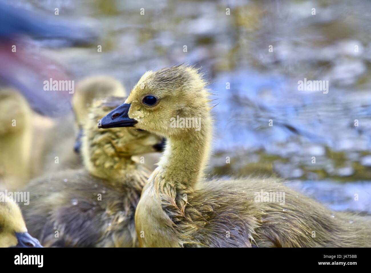 Canadian goose (Branta canadensis) gosling or baby chick Stock Photo ...