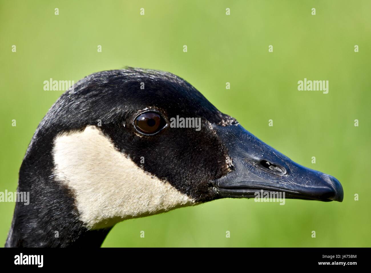 Canadian goose face up close and personal Stock Photo - Alamy