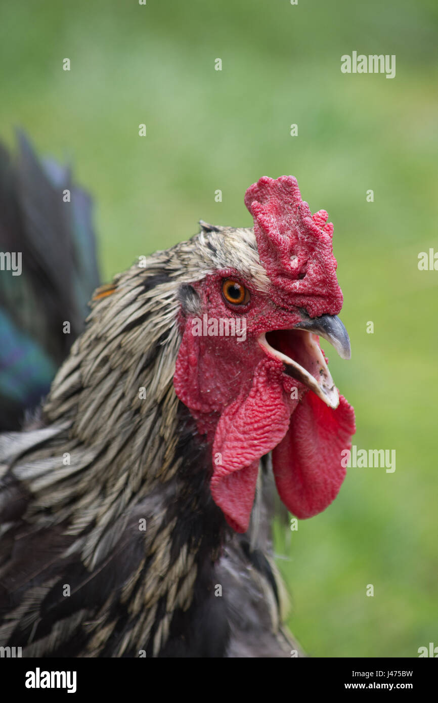 Cockerel crowing comb beak feathers hi-res stock photography and images ...