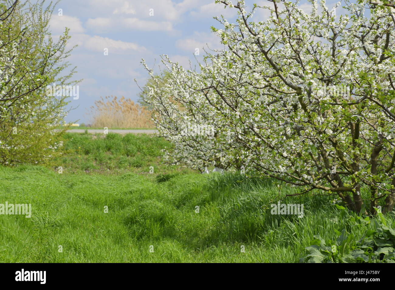 Flowering plum garden. Farm garden in spring Stock Photo - Alamy