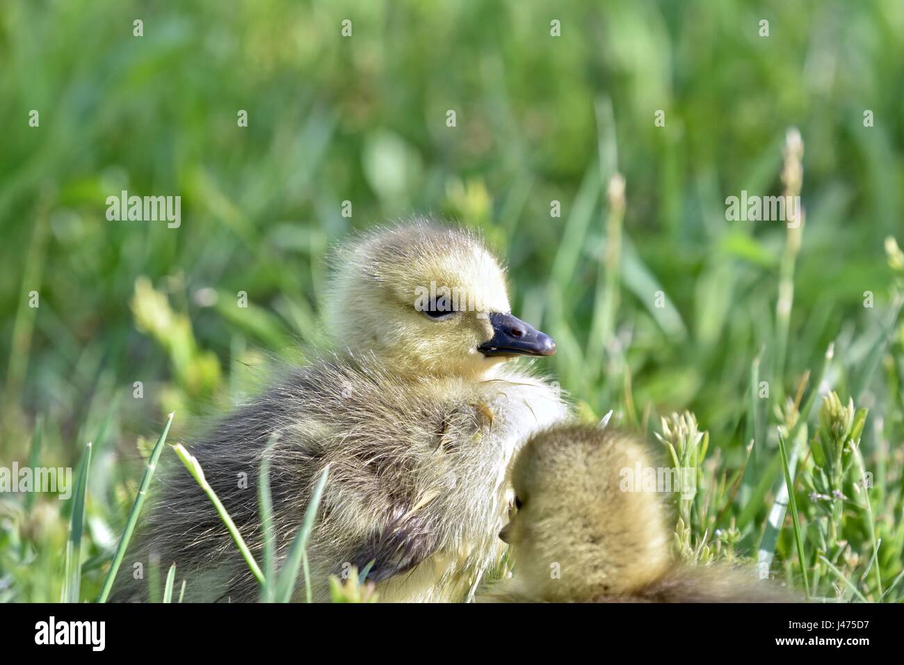 Canadian goose (Branta canadensis) gosling or baby chick Stock Photo ...