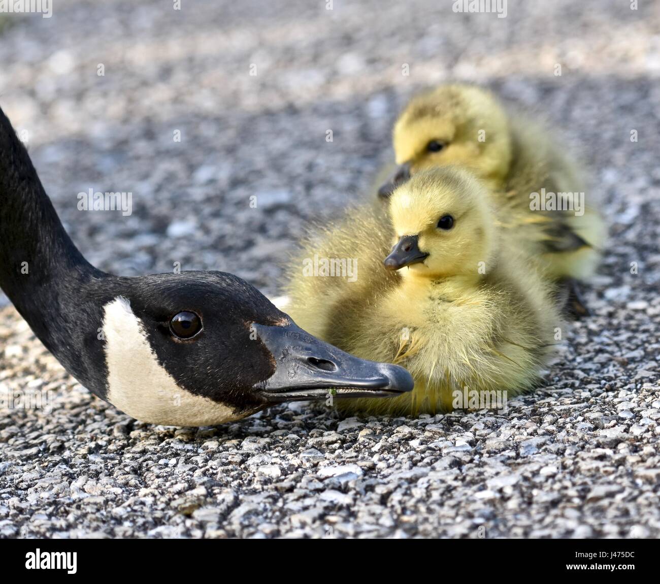 Newborn Canadian geese (Branta canadensis) or goslings being protected ...