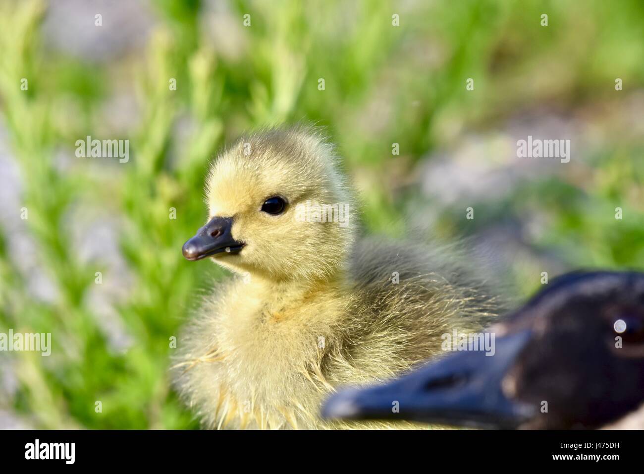 Canadian goose (Branta canadensis) gosling or baby chick Stock Photo ...