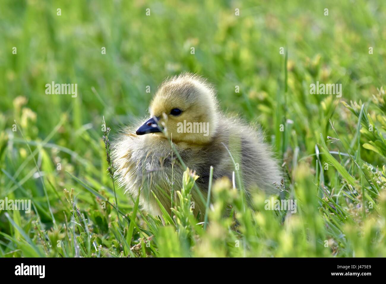 Canadian goose (Branta canadensis) gosling or baby chick Stock Photo ...