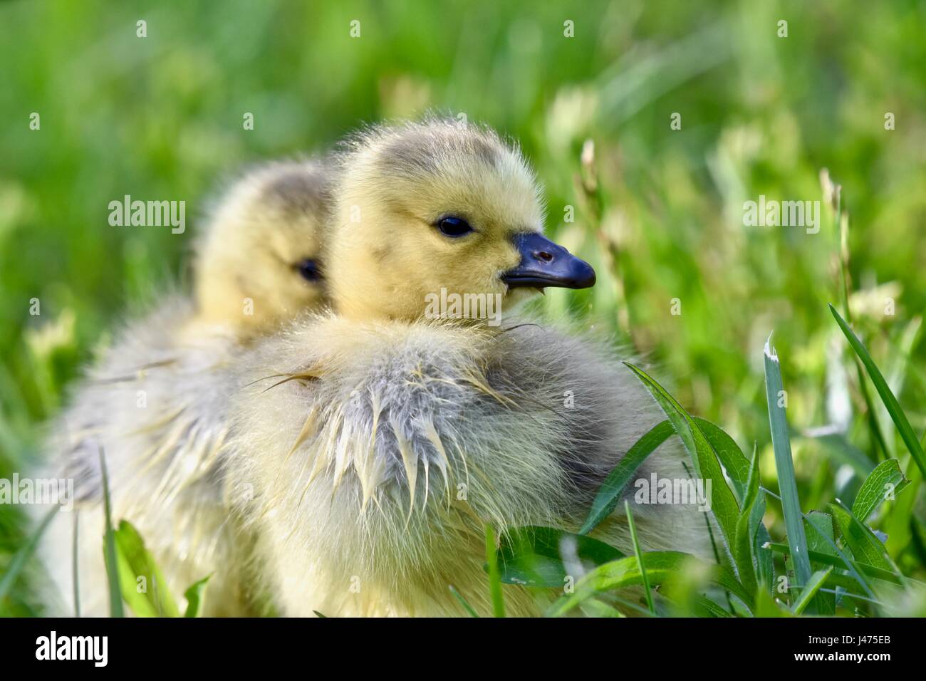 Canadian goose (Branta canadensis) gosling or baby chick Stock Photo ...