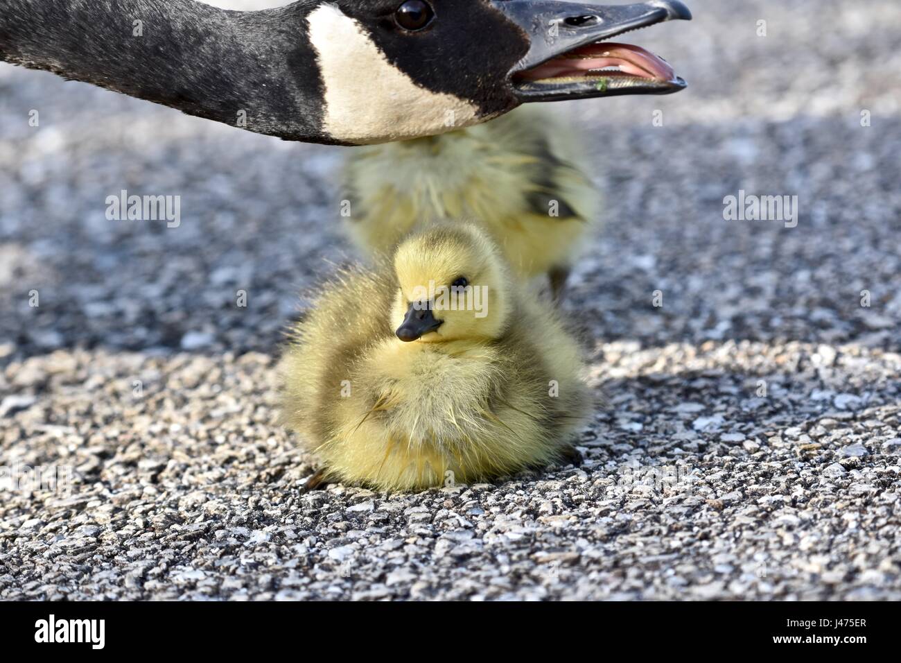 Newborn Canadian geese (Branta canadensis) or goslings being protected ...