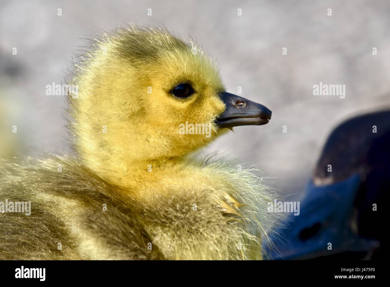 Canadian goose (Branta canadensis) gosling or baby chick Stock Photo ...