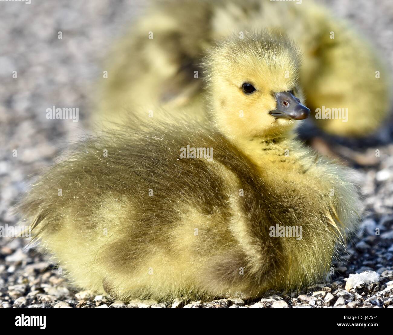 Canadian goose (Branta canadensis) gosling or baby chick Stock Photo ...