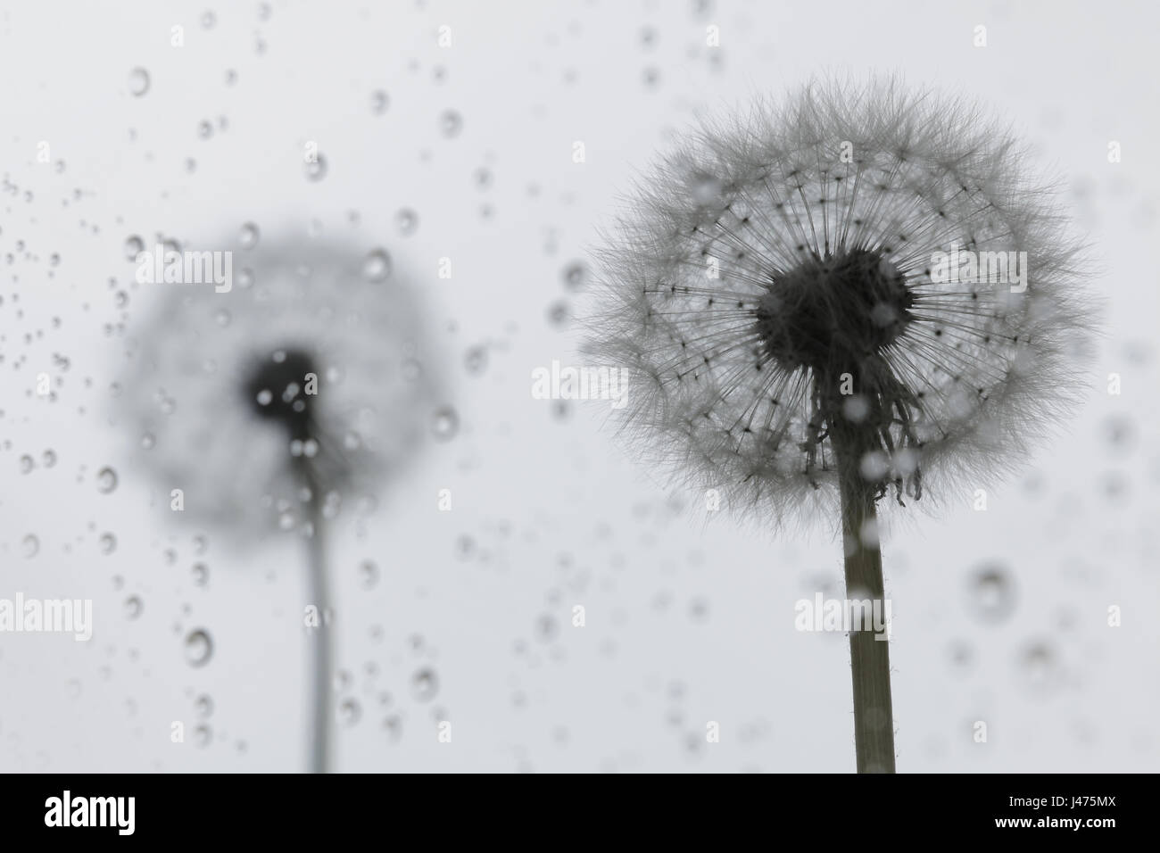 Rain drop on seed hi-res stock photography and images - Alamy