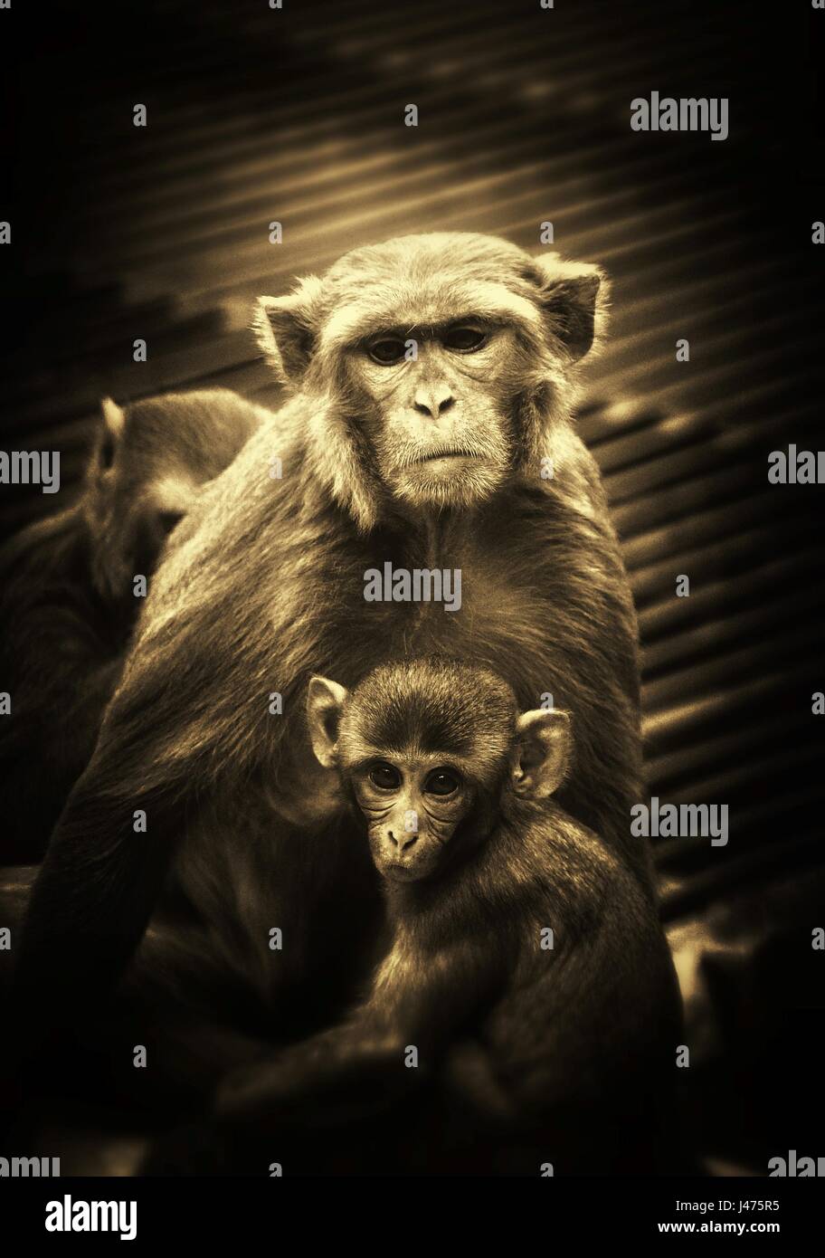 Content monkey hi-res stock photography and images - Alamy