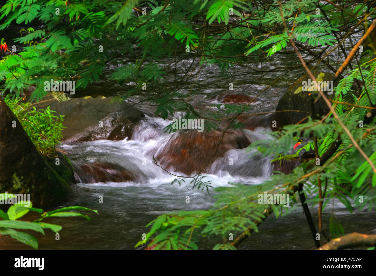 Natural streams in tropical rainforest Stock Photo - Alamy
