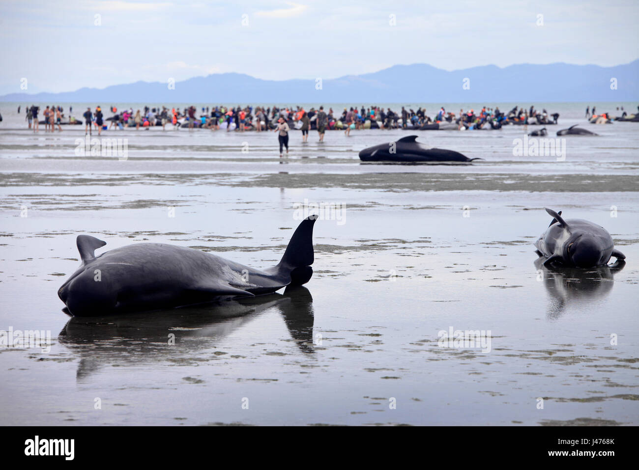 Picture by Tim Cuff - 10 & 11 February 2017 - Mass pilot whale ...
