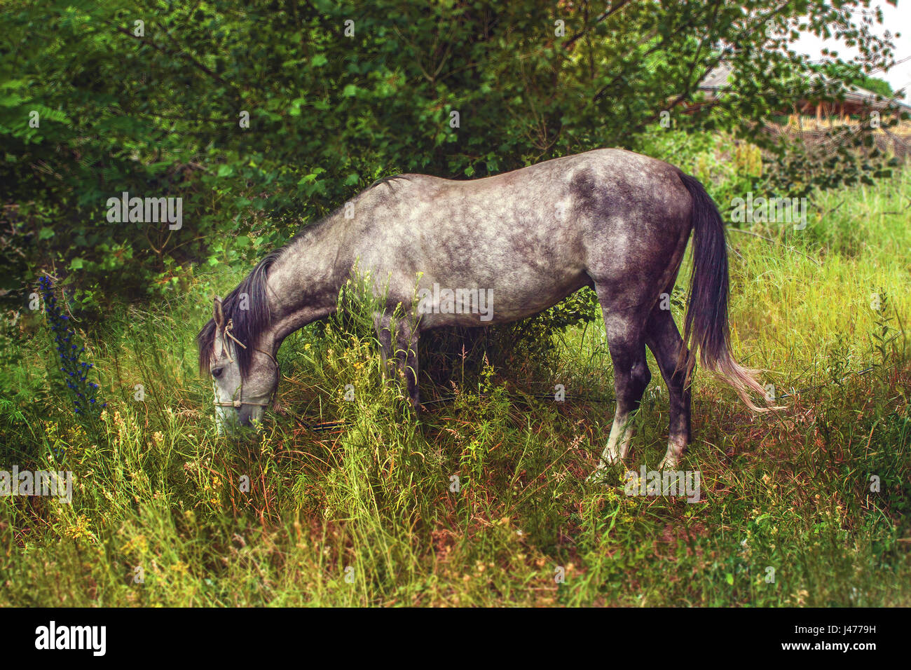 Tethered beast hi-res stock photography and images - Alamy