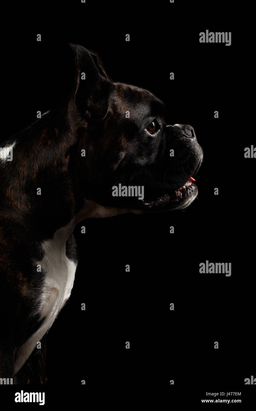 Purebred Boxer Dog Isolated on Black Background Stock Photo - Alamy