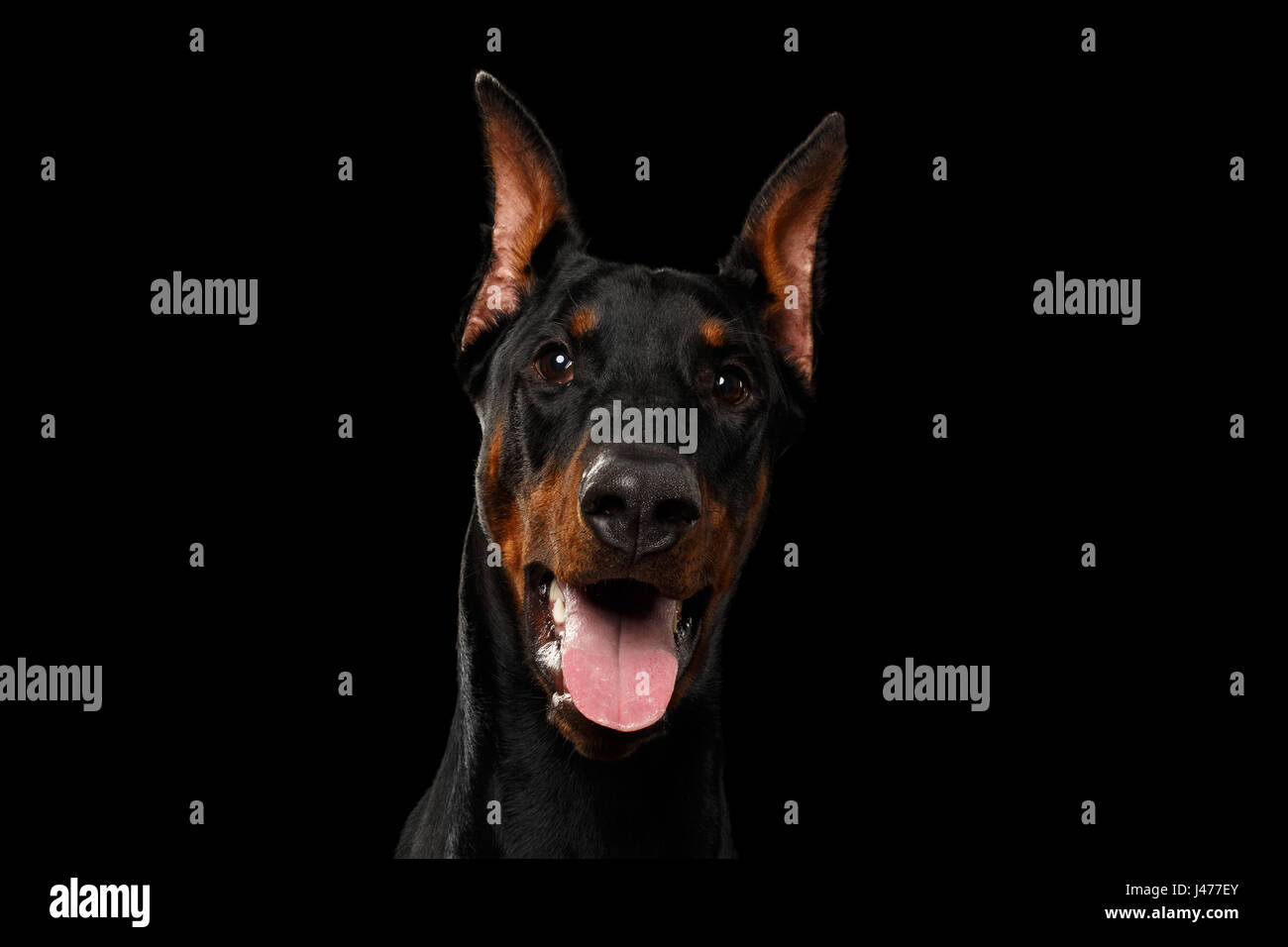 Closeup Doberman Pinscher Dog Looking in Camera on isolated Black Stock ...
