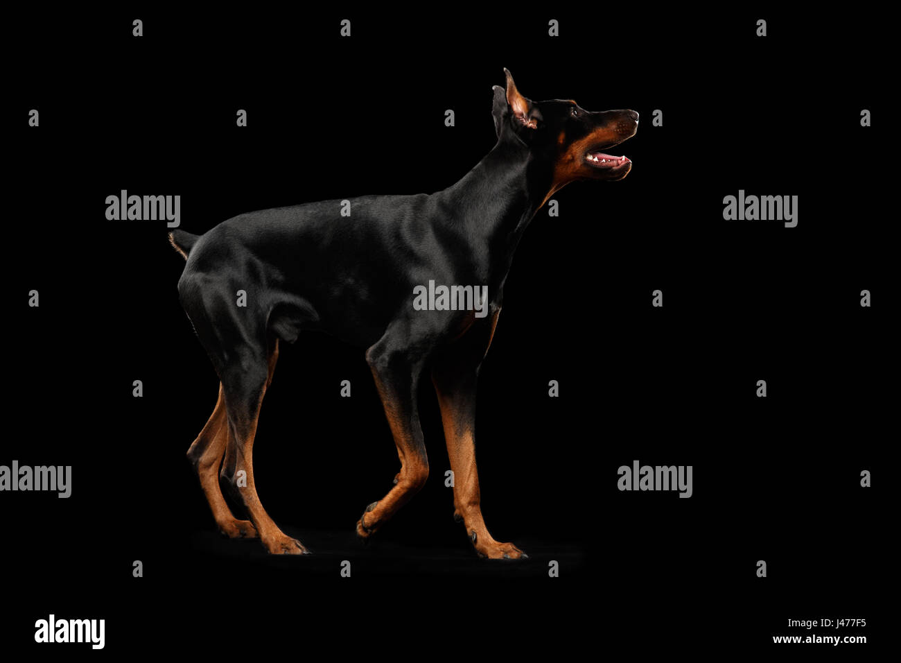 Are Dobermans Playful Dogs