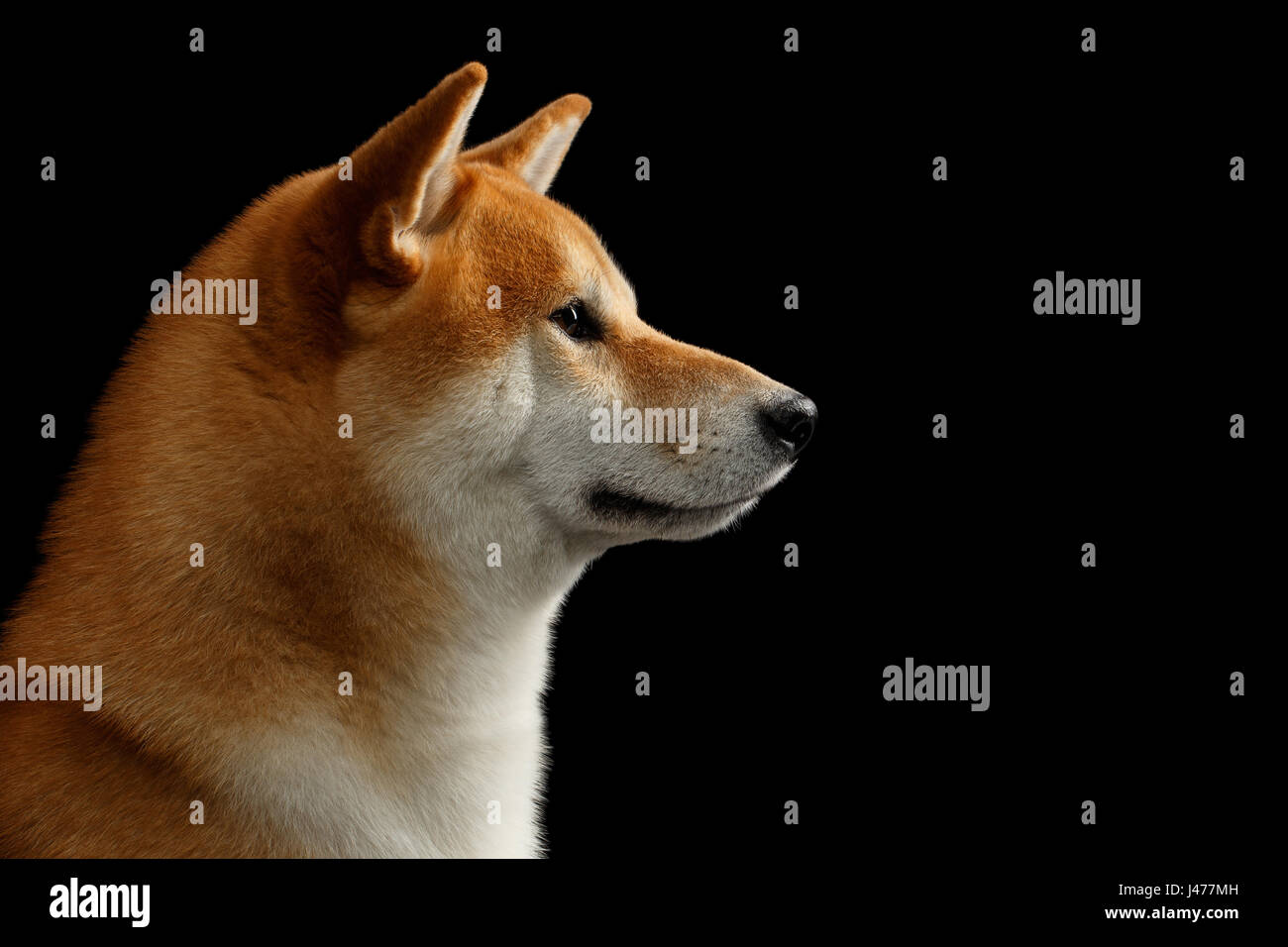 Close-up Portrait in Profile Shiba inu Dog, Isolated Black Background ...
