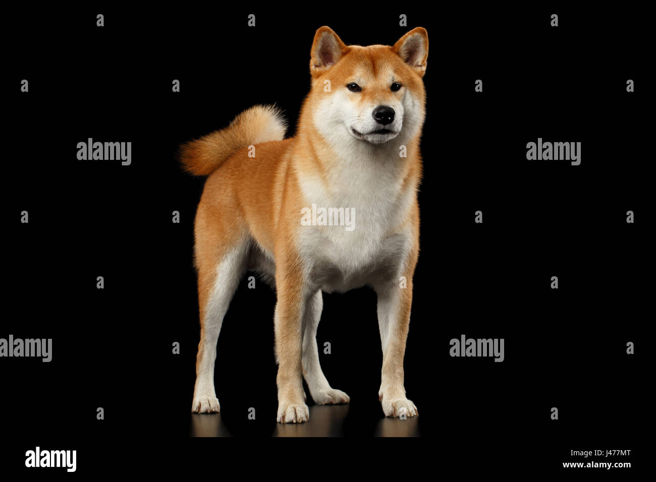 Shiba inu dog standing on hi-res stock photography and images - Alamy