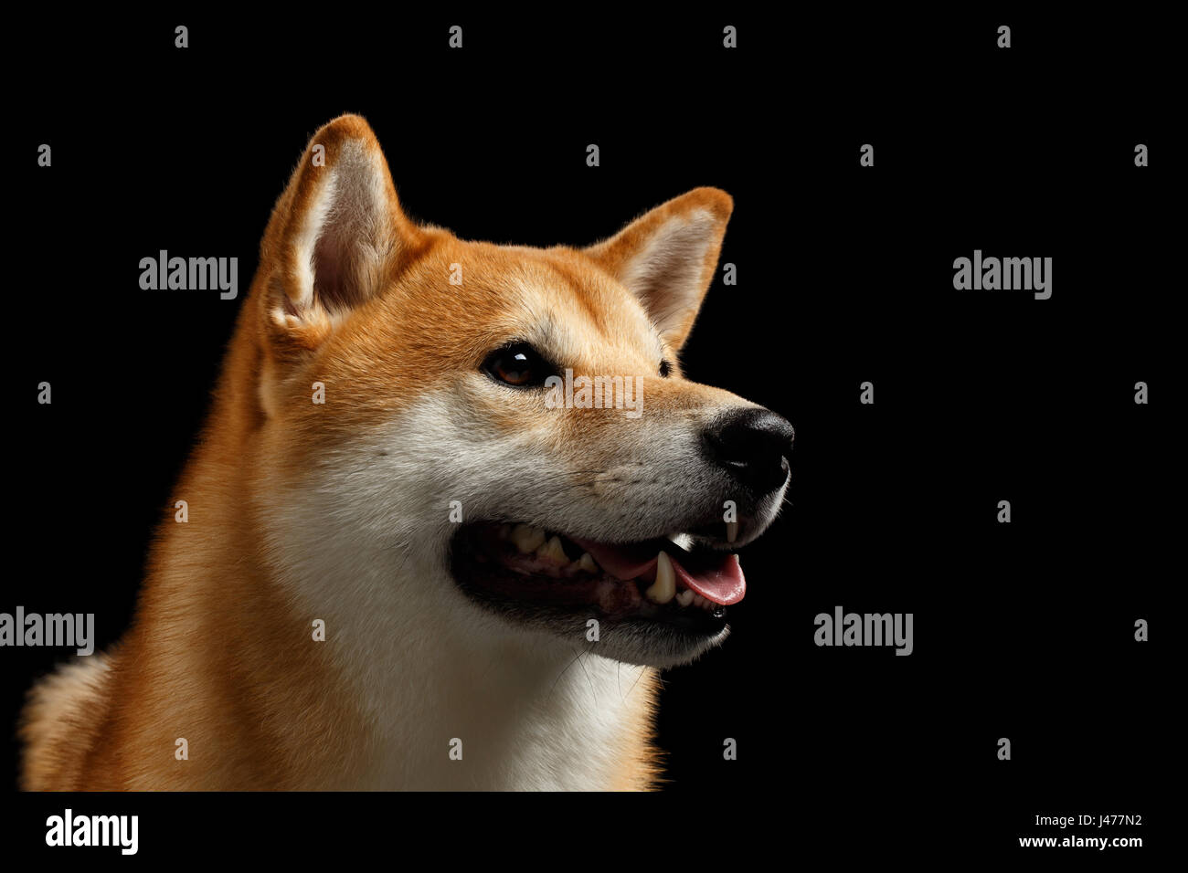 Close-up Portrait of head Shiba inu Dog, Isolated Black Background ...