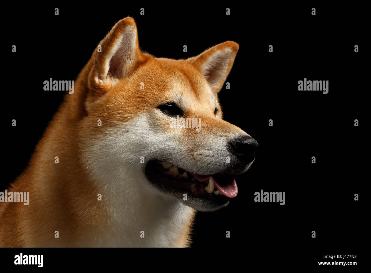 Close-up Portrait of head Shiba inu Dog, Isolated Black Background ...