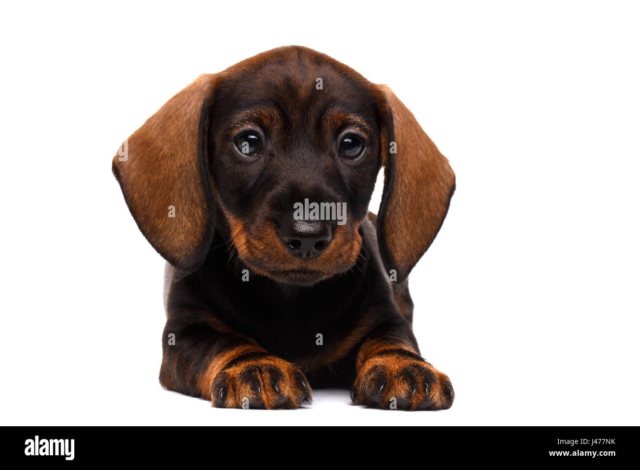 White Dachshund High Resolution Stock Photography and Images - Alamy