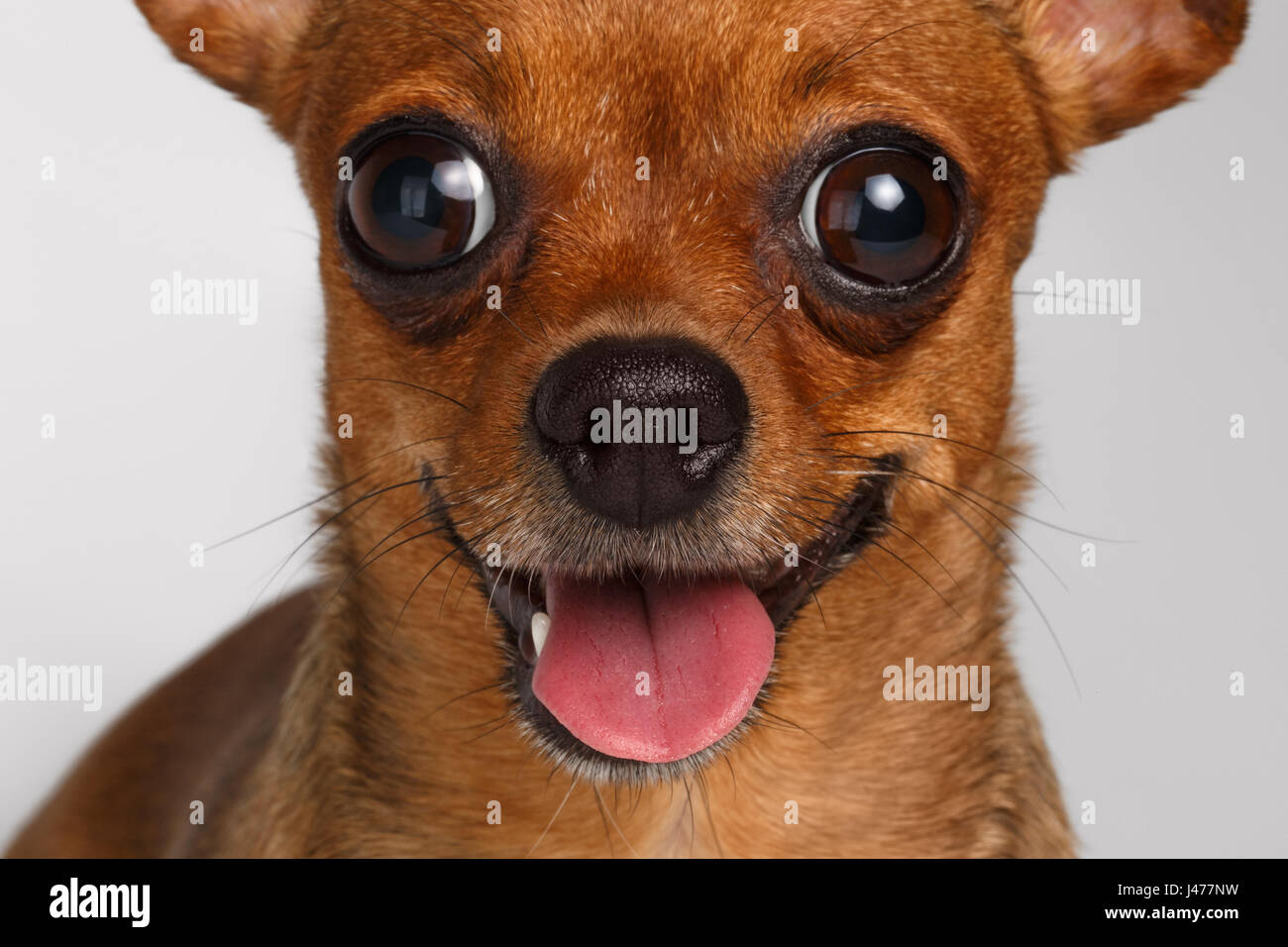 Fragile Dog High Resolution Stock Photography and Images - Alamy