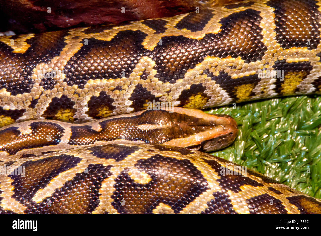 Large Yellow Snake Python Stock Photos & Large Yellow Snake Python ...