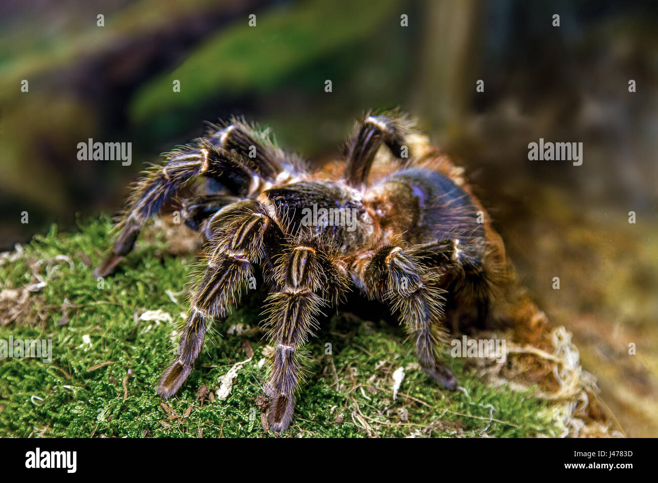 the image of an exotic animal spider theraphosa blondi Stock Photo - Alamy