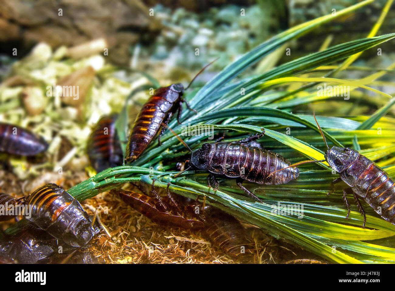 Image exotic animal insect cockroach hi-res stock photography and ...