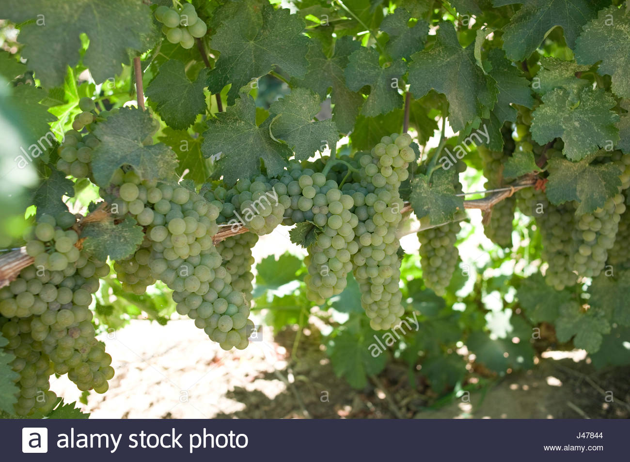 Lodi California Vineyard Stock Photos & Lodi California Vineyard Stock ...