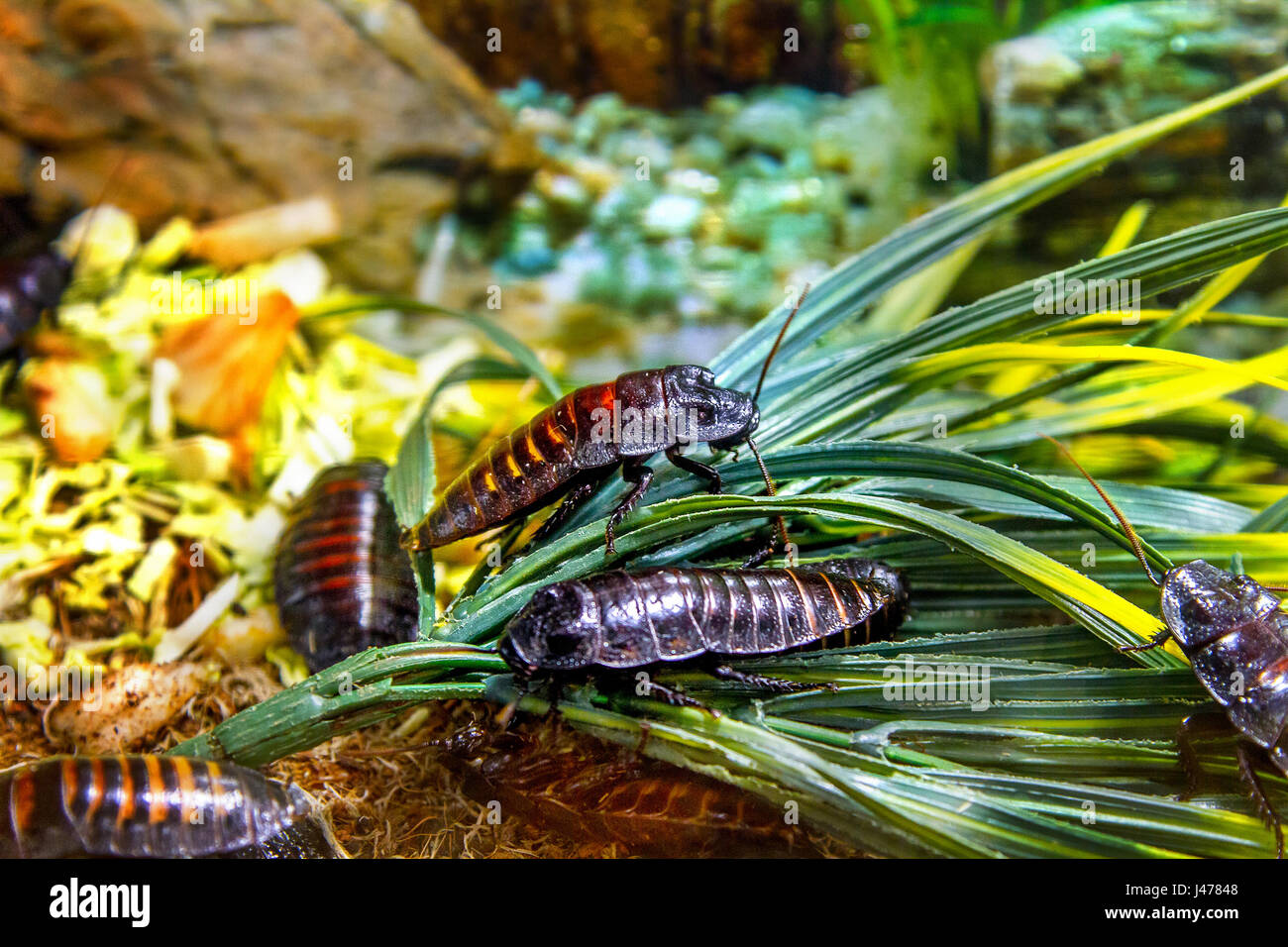Exotic beetle on branch hi-res stock photography and images - Alamy